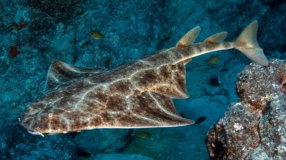 Critically endangered angel shark spotted by kayakers in ‘extremely ...