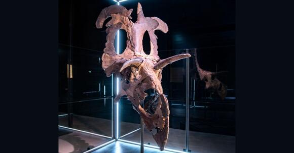 Newly Discovered Dinosaur in Montana Had Horns Resembling Blades of Loki