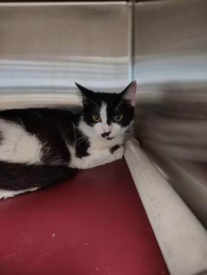 🐱 Playful Kittens and Young Cats Ready for Adoption in Florence - NewsBreak