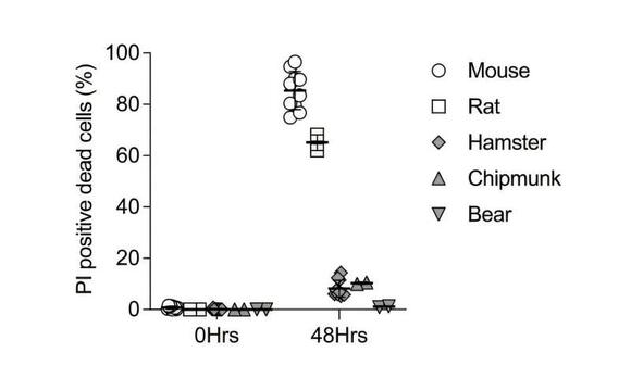 Hibernating hamsters maintain muscle cells by suppressing muscle ...