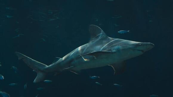 What Makes Bull Sharks So Dangerous in Shallow Waters - NewsBreak