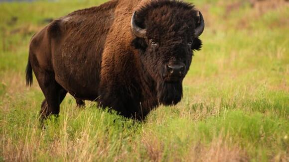 Top 10 Animals and Wildlife in Yellowstone National Park - NewsBreak