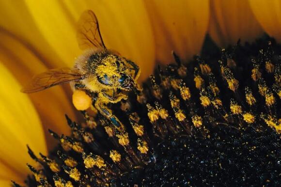 The Easy Way to Hand-Pollinate Squash and Cucumbers When Bees Are ...