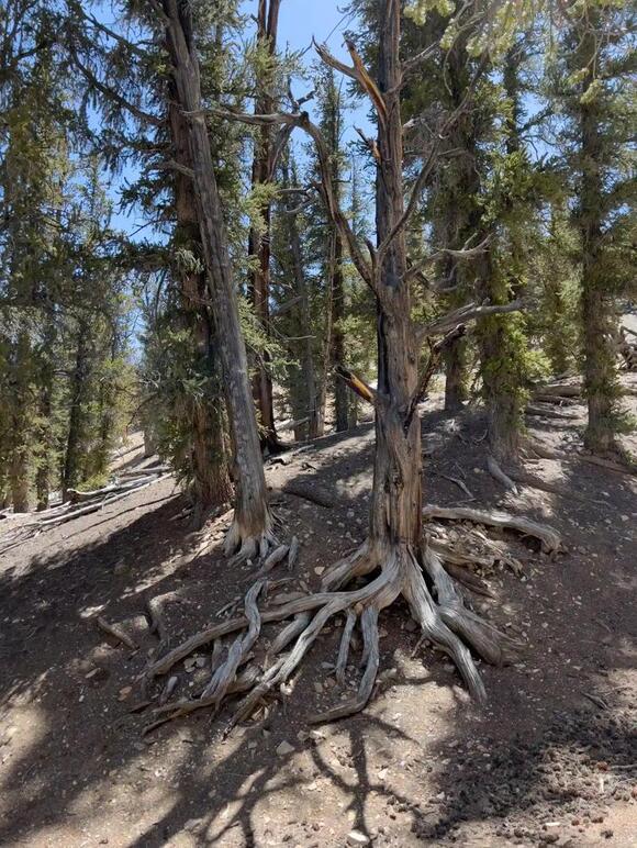 The Unseen Power of Ancient Megaflora That Shaped Earth’s Past - NewsBreak