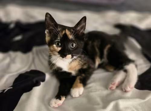 🐱 Friendly Cats Waiting for Loving Homes in Walled Lake - NewsBreak