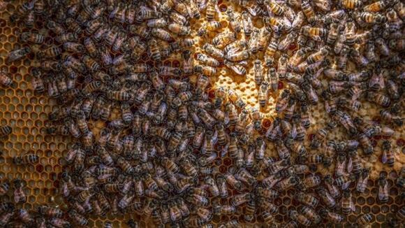 Beekeepers Report U.S. Honey Bee Colonies Suffered Record 56% Losses ...