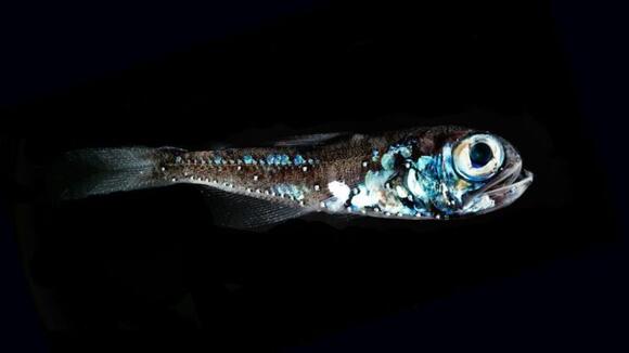 The Deep Sea Holds Creatures That Defy All Imagination - NewsBreak