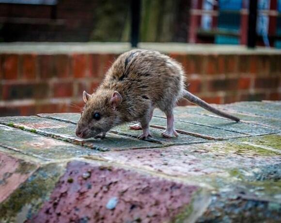 House in New York Condemned As Hundreds of Rats Found Inside - NewsBreak