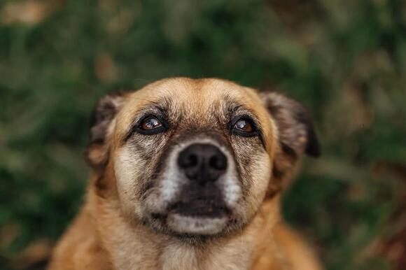 3 Key Animal Welfare Act Updates Reshaping Protections for Dogs in 2026 ...
