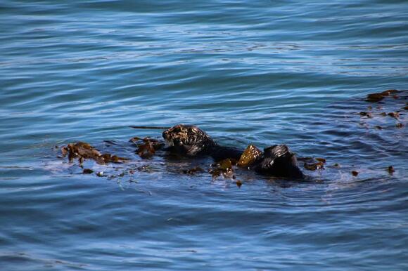 13 Ocean Creatures You Can See from Shore - NewsBreak
