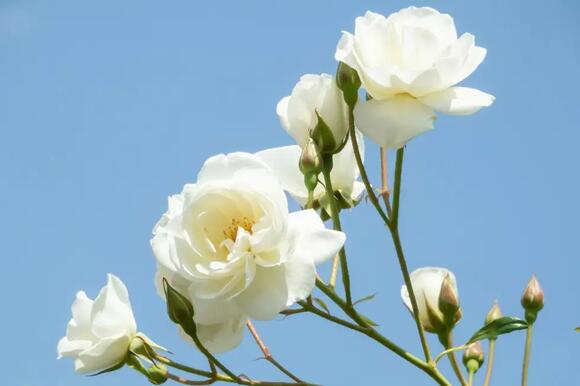 What Do Different Rose Colors Symbolize For Valentine's Day? - NewsBreak