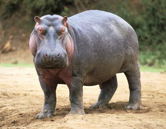 World Hippo Day 2026: The race to save river giants - NewsBreak