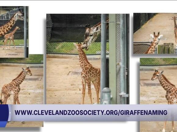 Tall order: Help name Cleveland Zoo’s new baby giraffe - NewsBreak