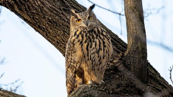 Zoologists confirm cause of death of celebrity New York owl Flaco ...