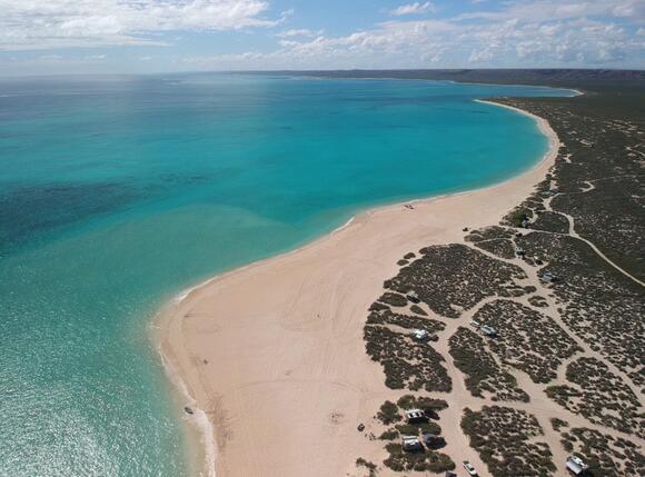 Surprise culprit identified behind toxic algae bloom that killed ...