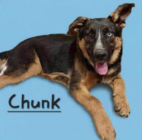 🐶 Playful, Loyal & Loving Dogs Ready for Adoption in St. Marys - NewsBreak