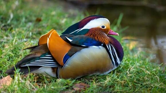 15 Most Colorful Birds In The World You Need To See Newsbreak