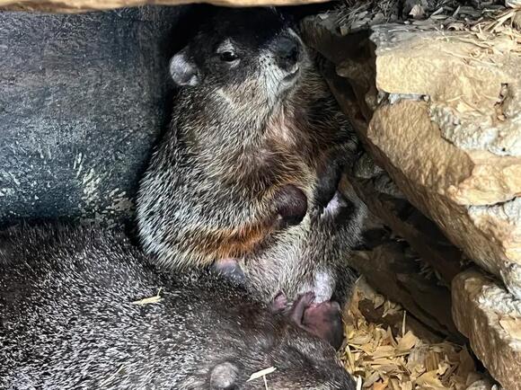 Surprise! Punxsutawney Phil is a new dad after wife Phyliss has 2 baby groundhogs - NewsBreak