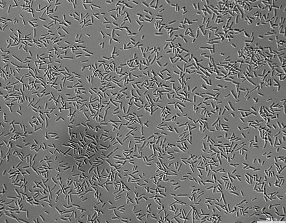 8 Types of Microbes You Didn’t Know Could Help Clean the Environment ...