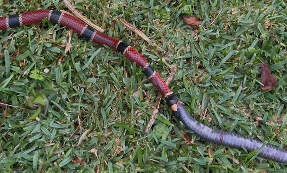 Venomous coral snake was eating what looked like another snake, but the ...