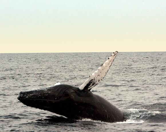 Is a Whale Bigger Than a Bus? Exploring Giant Creatures With Little ...
