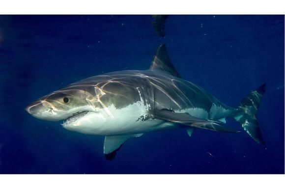 Animal Sleep Patterns: Why Some Animals Never Seem to Sleep - NewsBreak