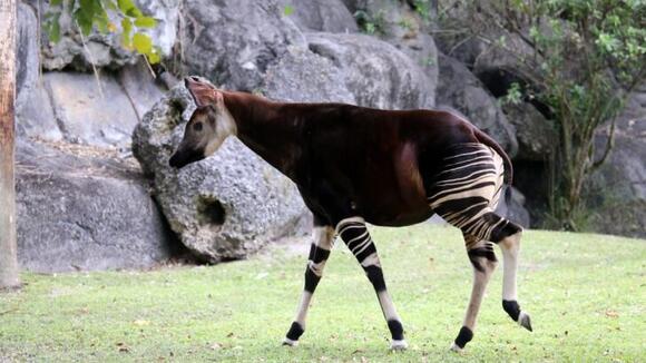 10 Cool Facts About The Okapi, The Most Mysterious Mammal On Earth ...