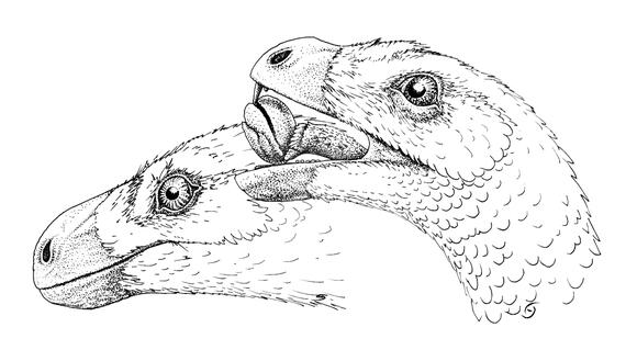 Incisivosaurus: The Buck-Toothed Dinosaur That Ate Plants (and Maybe ...