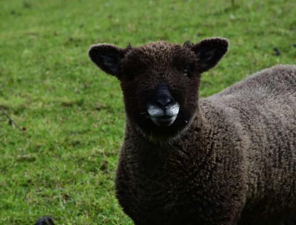 The Top 16 Cutest Sheep Breeds - NewsBreak