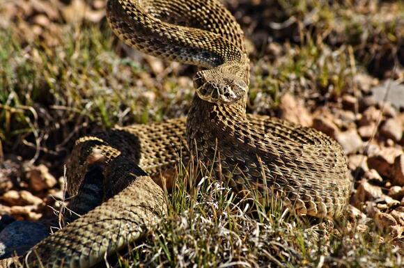 14 Fascinating Facts About the Eastern Diamondback - NewsBreak