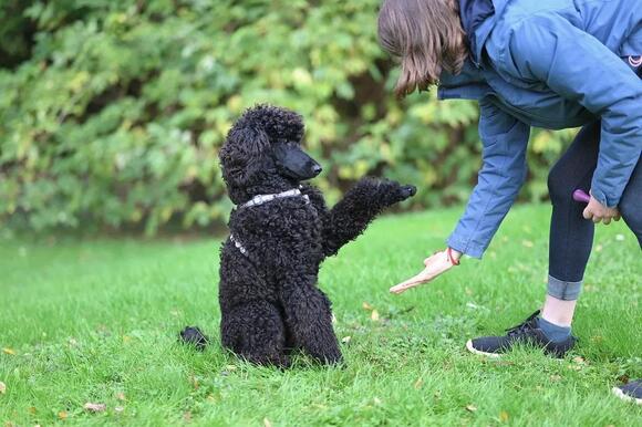 8 Dog Breeds That Excel in Obedience Competitions (And 4 That March to ...