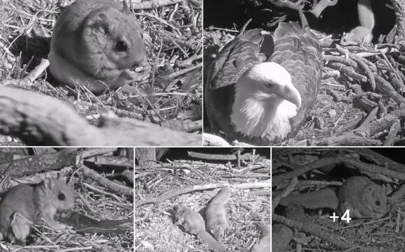 Fiona the flying squirrel gets her spotlight in the Jackie and Shadow ...