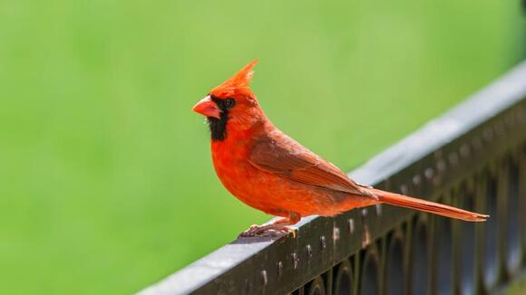 What It Means When Cardinals Appear During Difficult Times (According ...
