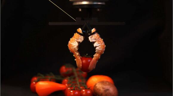 Bio-Hybrid Robots Made Of Dead Lobsters Are The Latest Breakthrough In ...