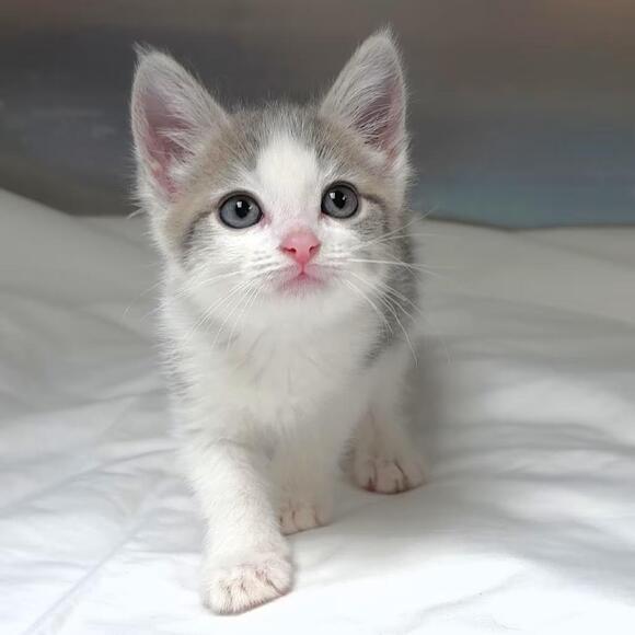 🐱 Playful & Sweet Kittens Ready for Adoption in Michigan City - NewsBreak
