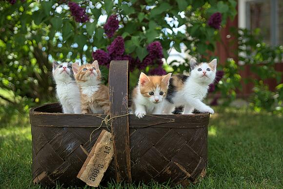 How to Create Emotional Consistency for Your Cat - NewsBreak