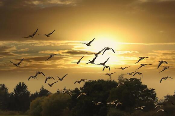 From Dinosaurs to Birds The Evolution of Modern Flight - NewsBreak