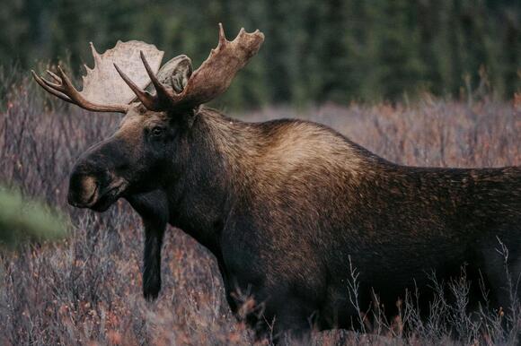 2026 Maine Moose Lottery is Now Open - NewsBreak
