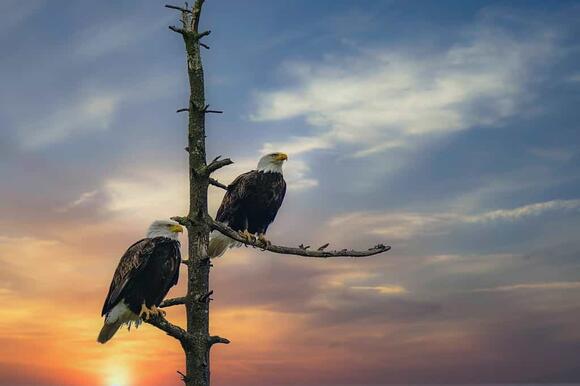 Discover 8 Animals that Represent and Are Associated With the Sun ...