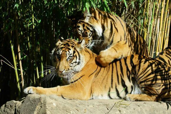 Would You Support Banning Zoos for Endangered Species - NewsBreak