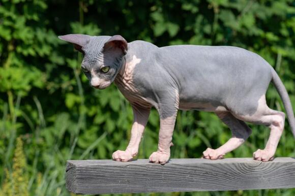 11 cat breeds that may be easier on allergies - NewsBreak
