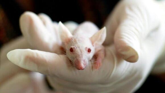 Countries That Have Banned Animal Testing—and What’s Next - NewsBreak