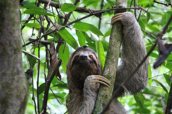 12 Things You Did Not Know About the Sloth Digestive System - NewsBreak