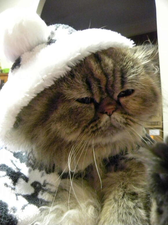 Meet the Kurilian Bobtail — A Cat With an Inherited Bounce - NewsBreak