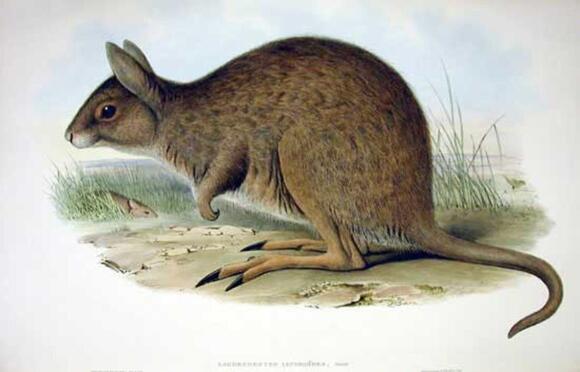 How a Colonial Ban on Aboriginal Fire Erased a Marsupial Acrobat ...