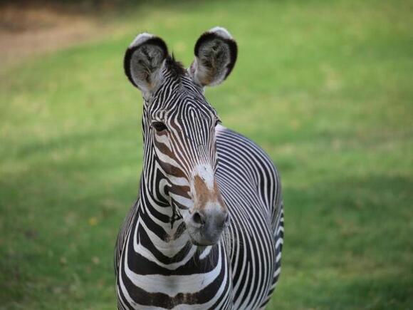 Reid Park Zoo mourns loss of Zuri the zebra - NewsBreak
