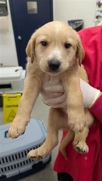🐶 Playful Puppies and Friendly Dogs Ready for Adoption in Lynnwood ...
