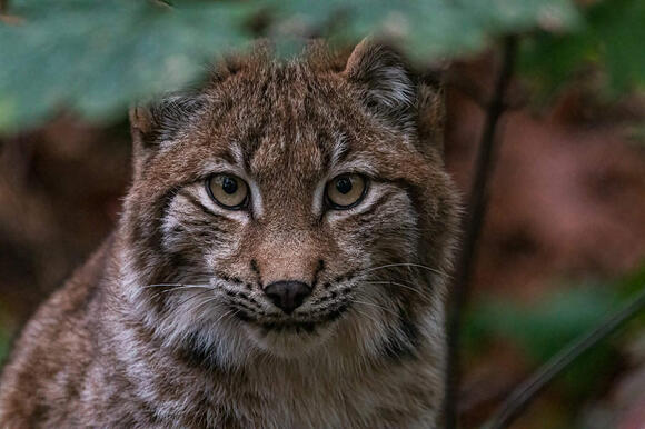 Wild Lynx Spotted for the First Time in a Century - NewsBreak