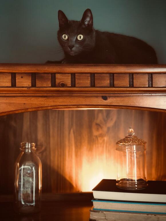 What Your Cat’s Favorite Nap Spot Really Says About Their Emotional ...