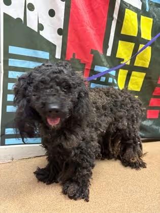 🐶 Playful, Gentle & Loyal Dogs Ready for Adoption in Anderson - NewsBreak